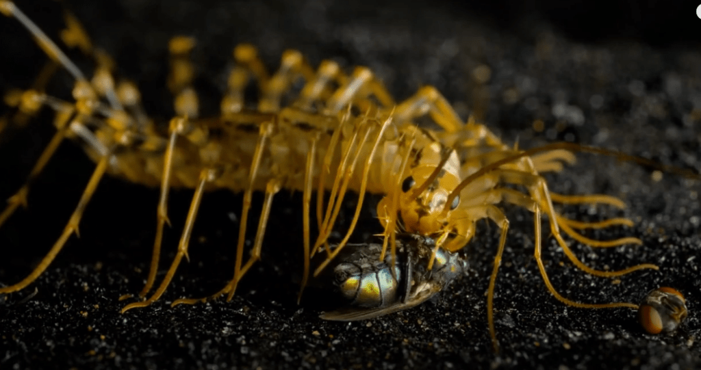 House Centipedes - What you need to know! ~ Jennifer King ...
